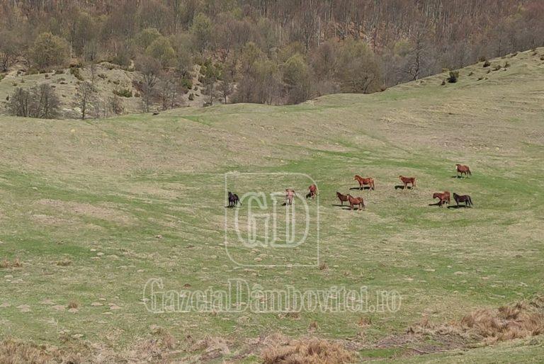 Doi dâmbovițeni care ar fi furat doi cai de pe un câmp din Prahova ...