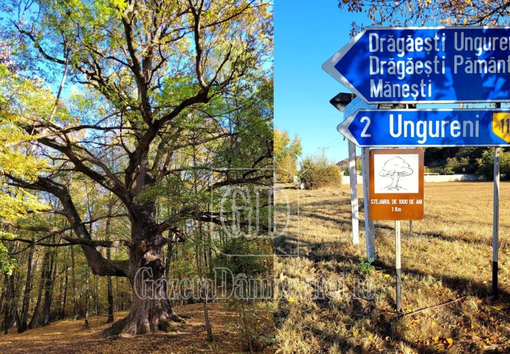 A fost marcat traseul către Stejarul de 1000 de ani, copac secular din ...